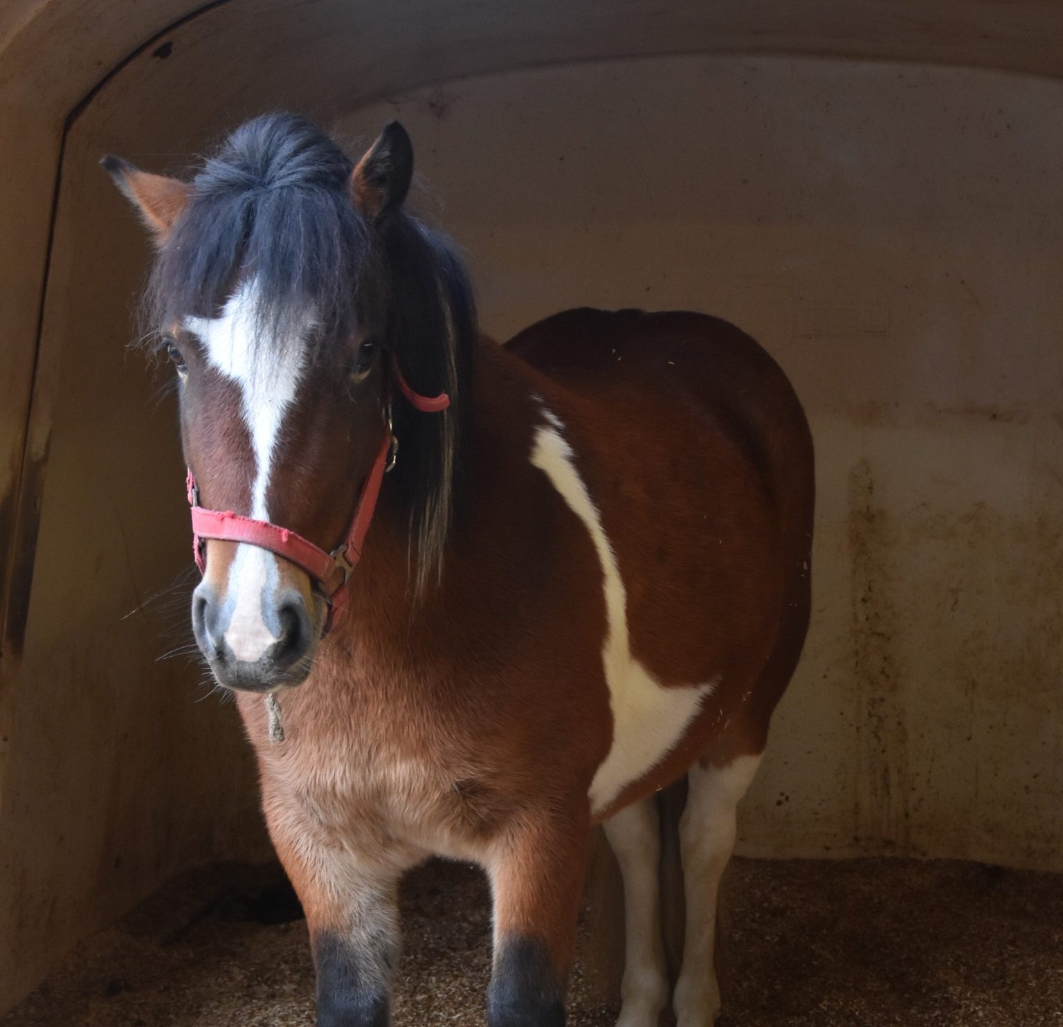 Pferde / Ponys – Ponyhof Bätterkinden